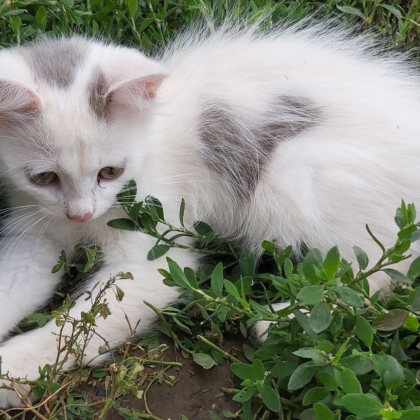 Котята в добрые руки бесплатно 2 мальчика 1 дев
