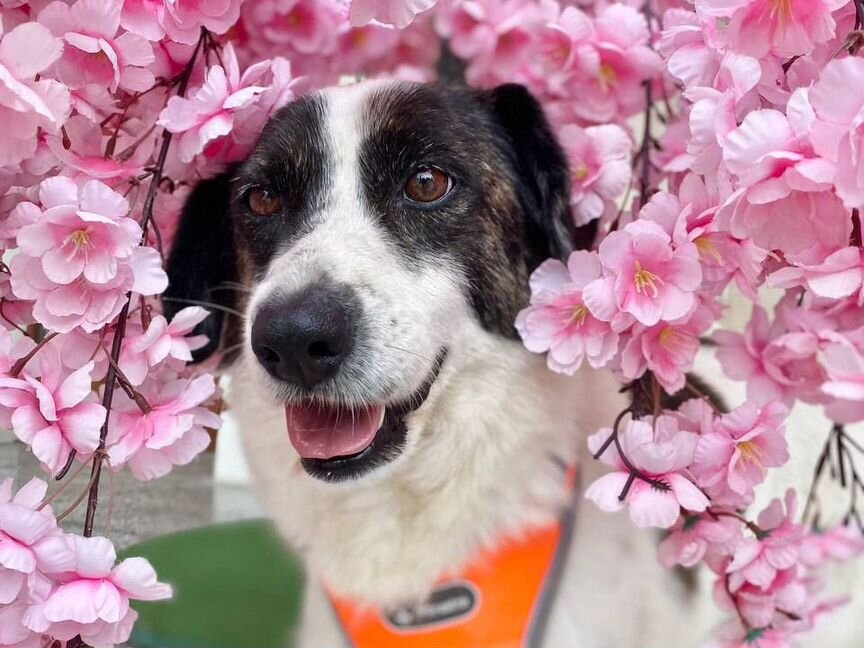 Маленькая собака коротколапик в добрые руки