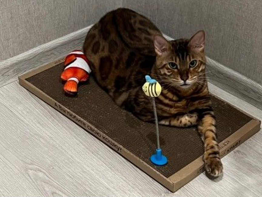 Новые когтеточки-лежанки для кошек