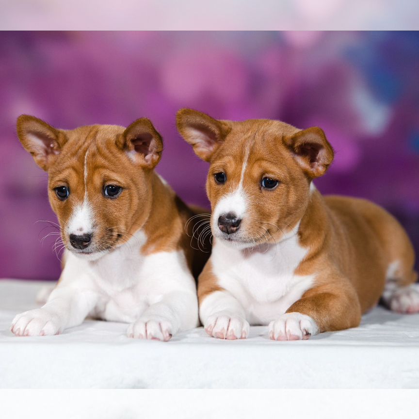 Басенджи, щенок