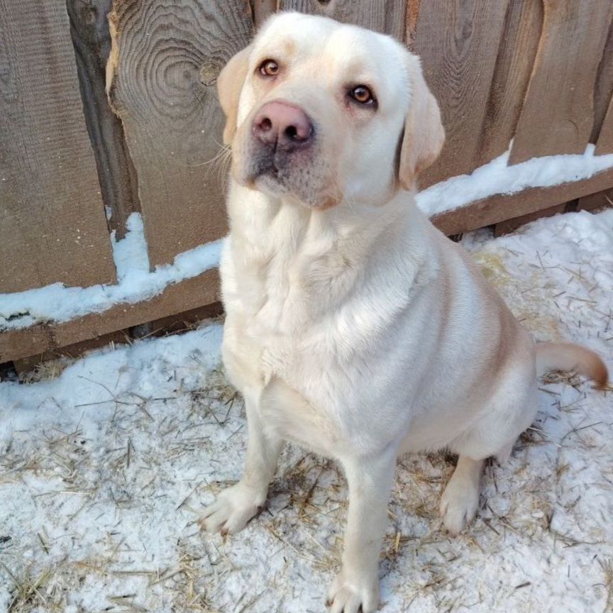 Взрослый пёс в добрые руки