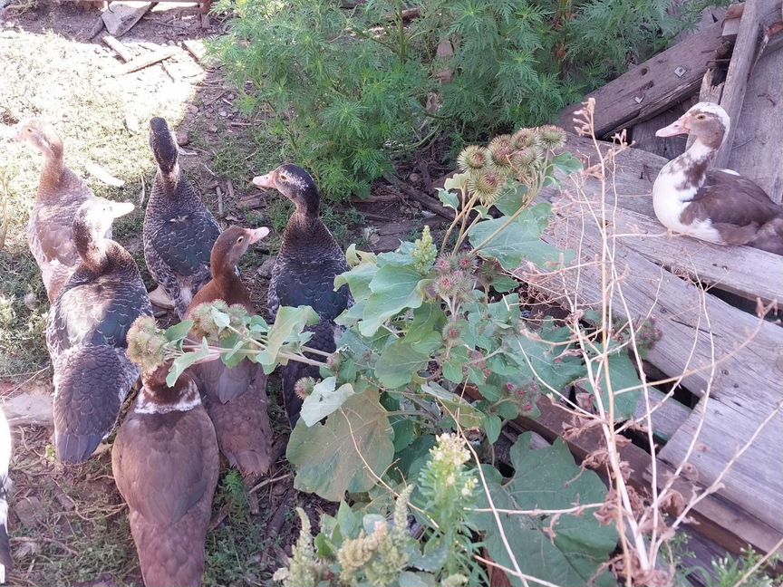 Продажа животных