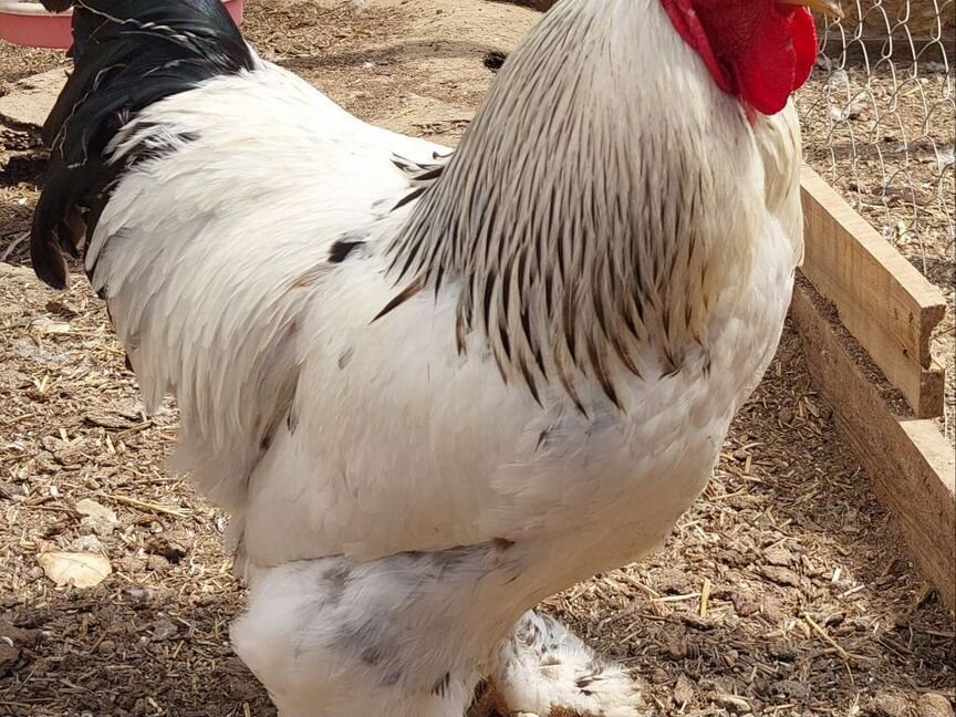 Молодой петух Брама