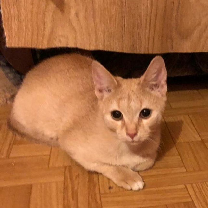 Кошечка Чопа ищет дом