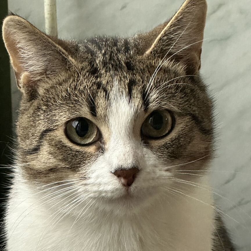 Котик малыш Мейсон