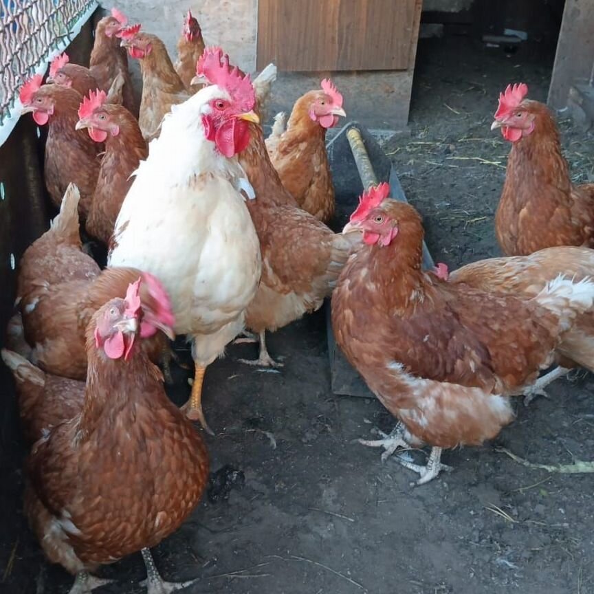 Куры несушки 10мес