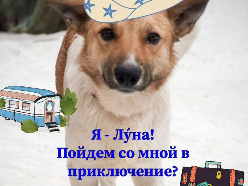 Собака Друг-мохнатый хвост ищет добрые руки