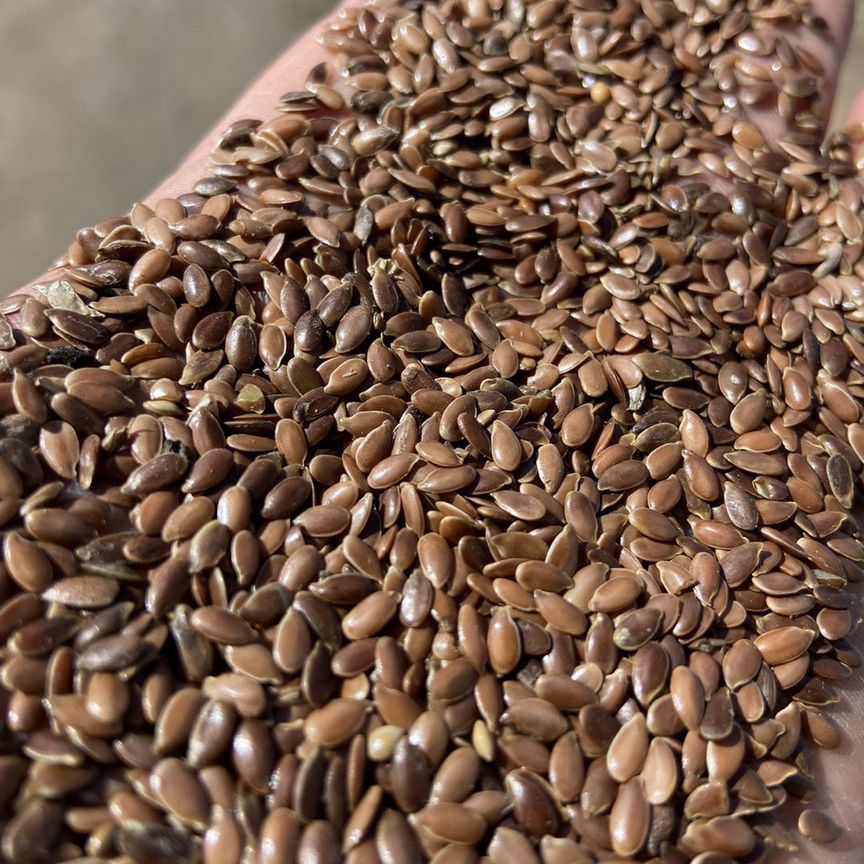 Лен коричневый