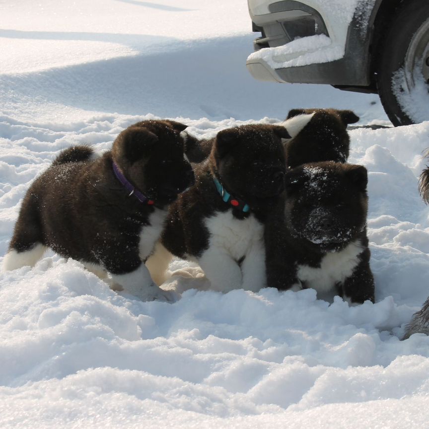 Щенки американской акиты