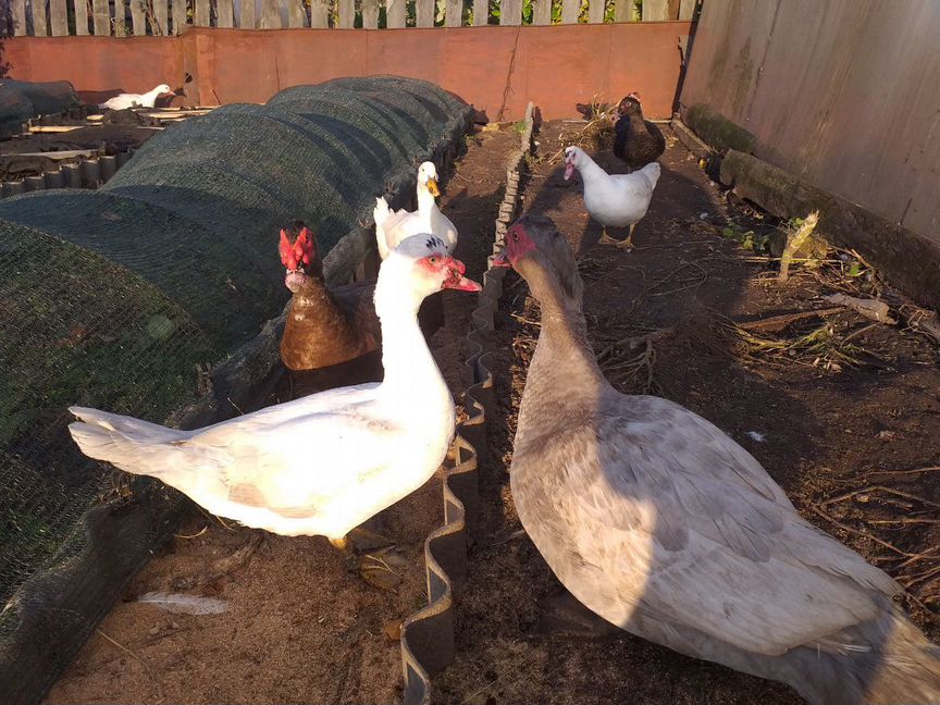 Мускусные селезни:, белые, серебро, голубые