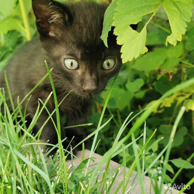 Ласковые домашние котята