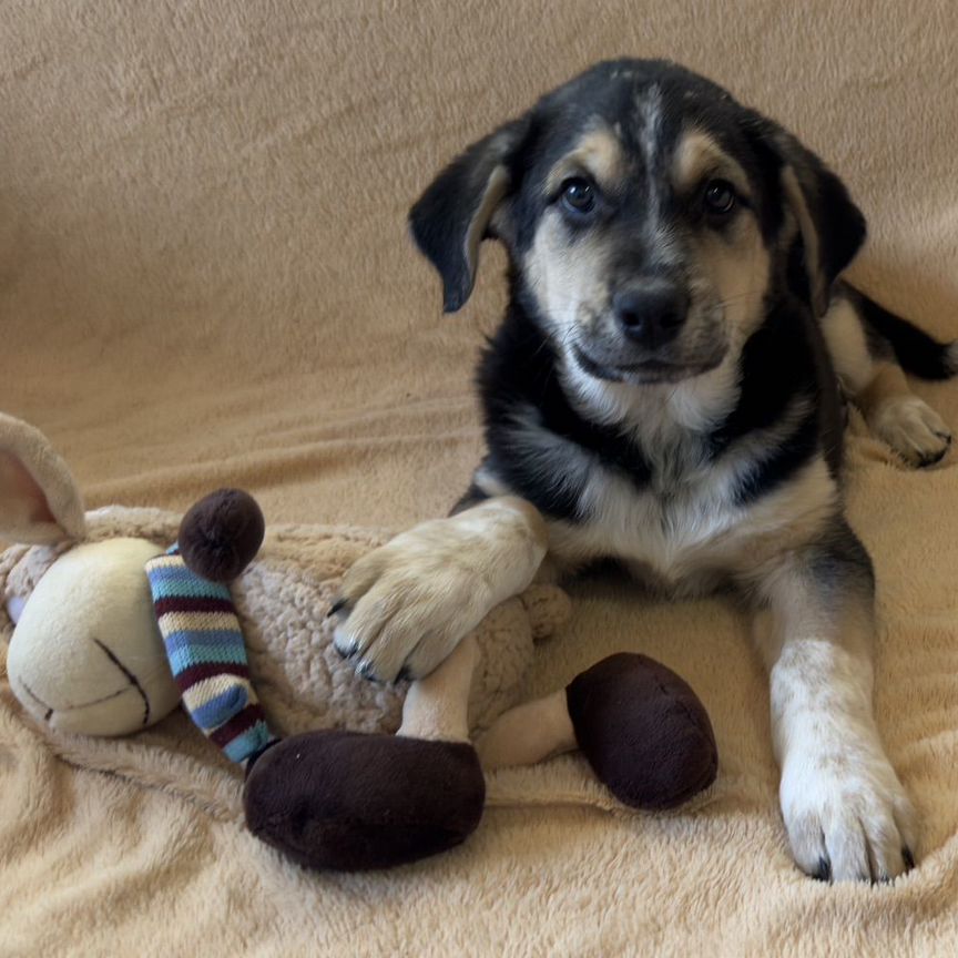 Щенок в добрые руки