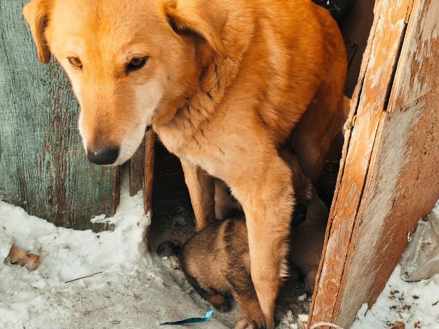 Щенки австралийской овчарки