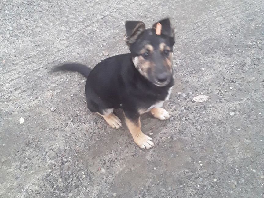 Заберите в добрые руки щенков