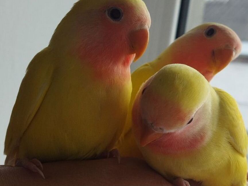 Ручные выкормыши неразлучника