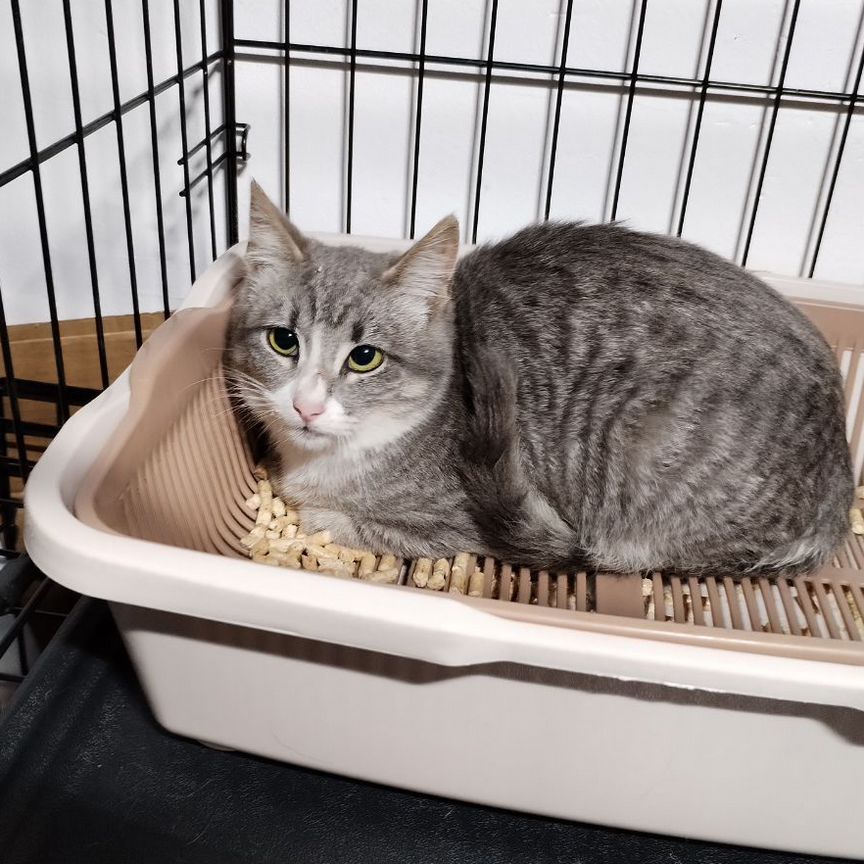 Котята в добрые руки бесплатно