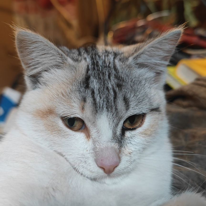 Котенок девочка котейка девочка