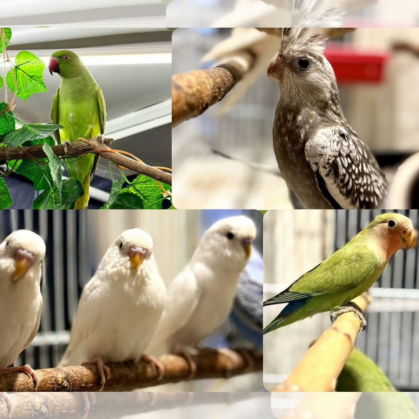 Попугай разных пород