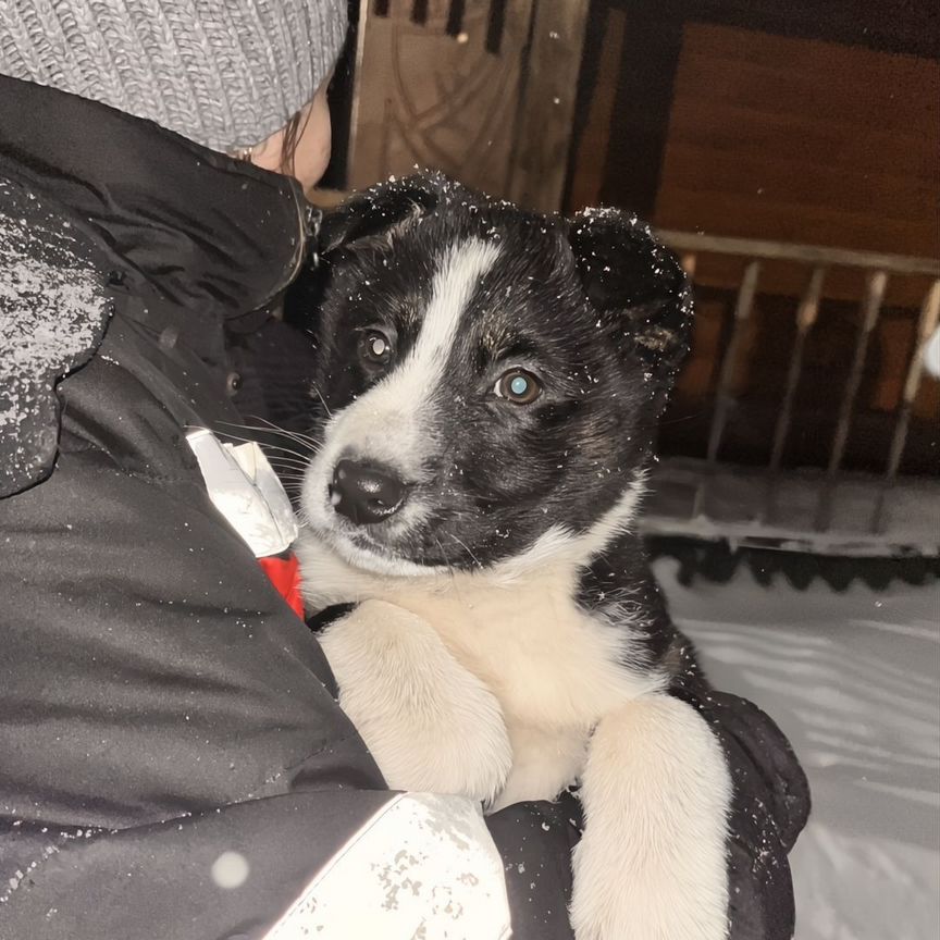 Немецкая овчарка, щенок