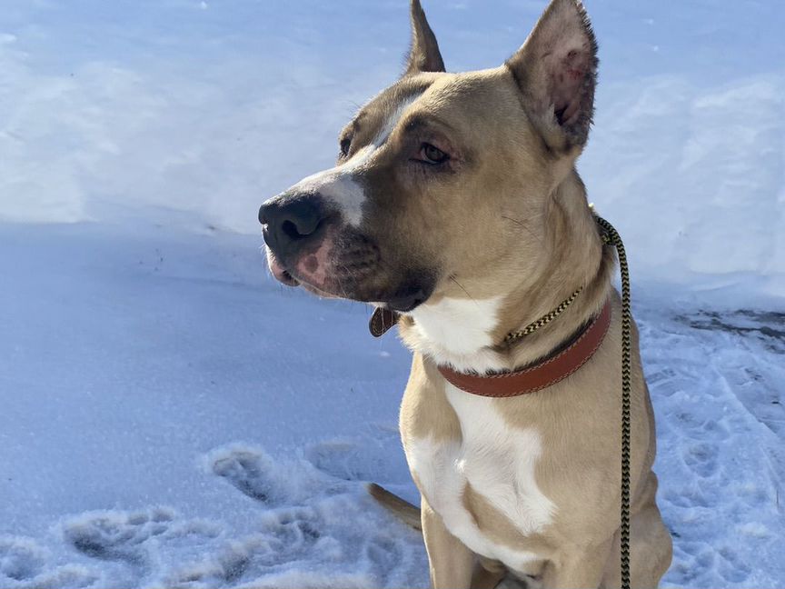 Амстафф ищет семью