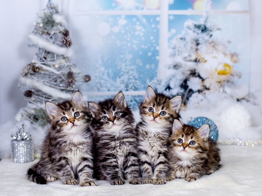 Сибирские котята питомник