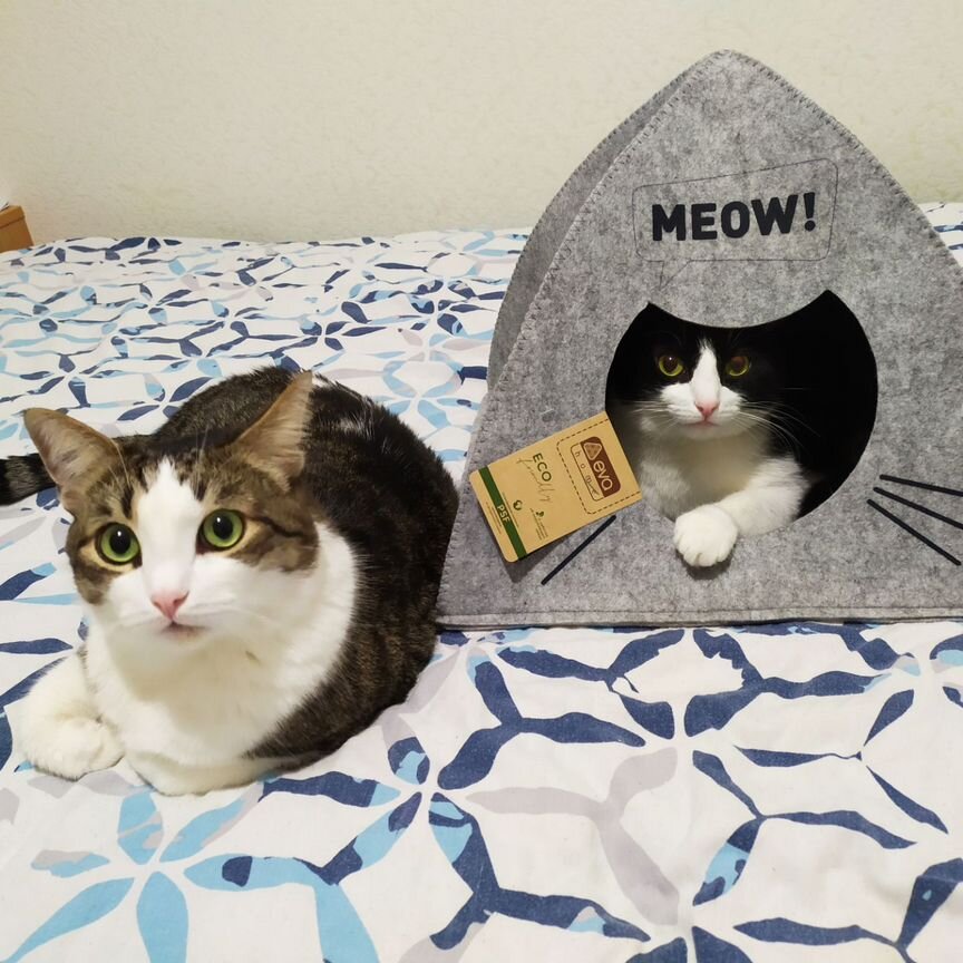 Кот и кошка в добрые руки бесплатно