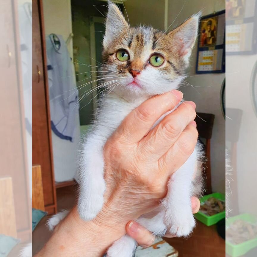 Кошка добрые руки