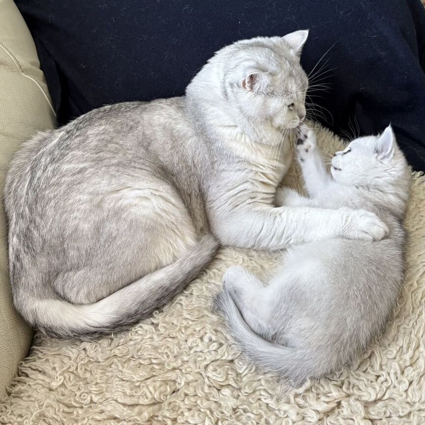 Британский короткошёрстный котёнок