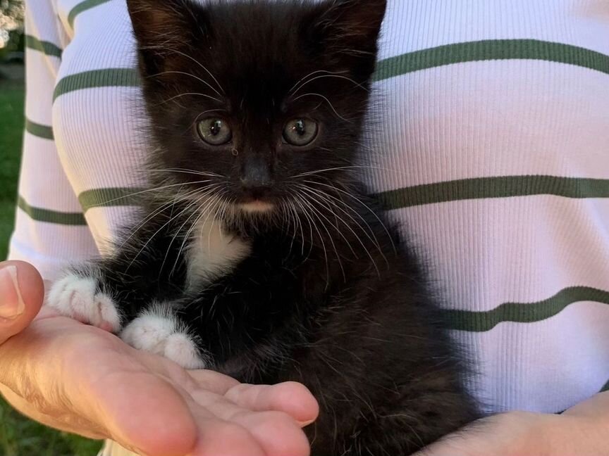 Малыш Геша, 1,5 мес