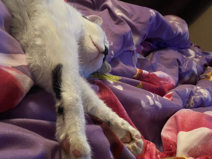 Кошка с приданным