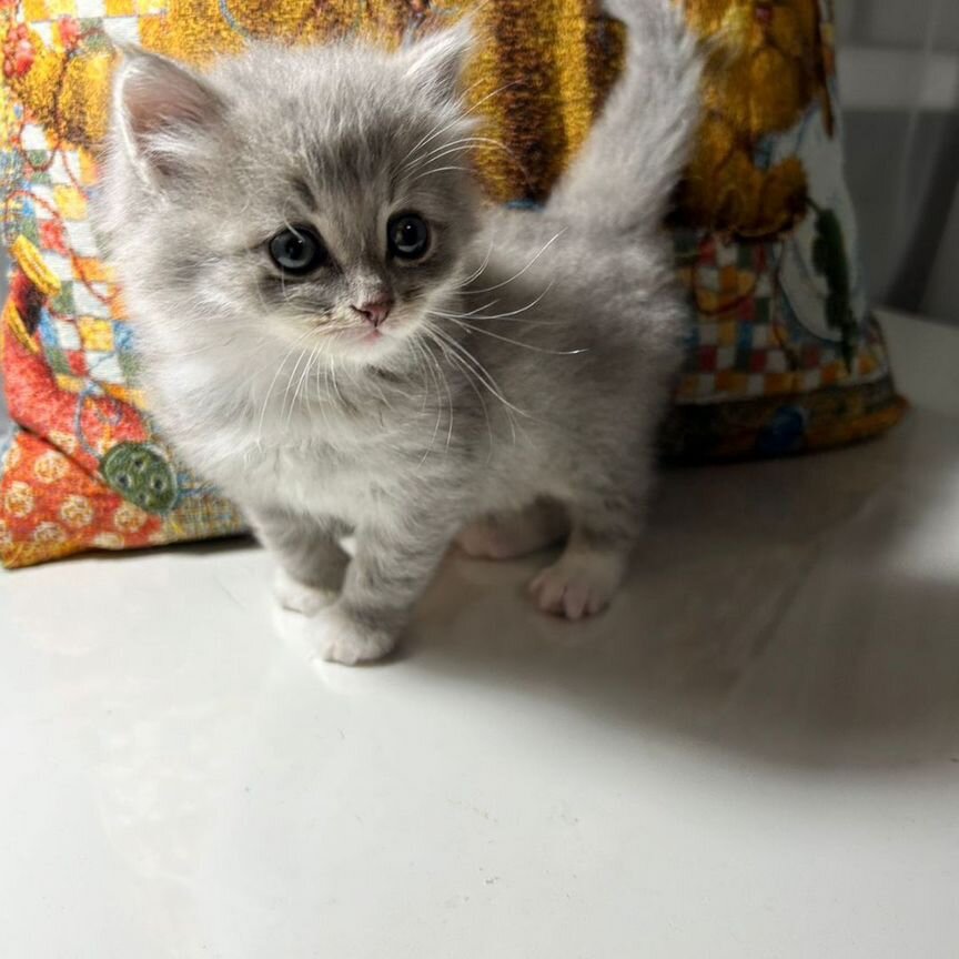 Британский котенок