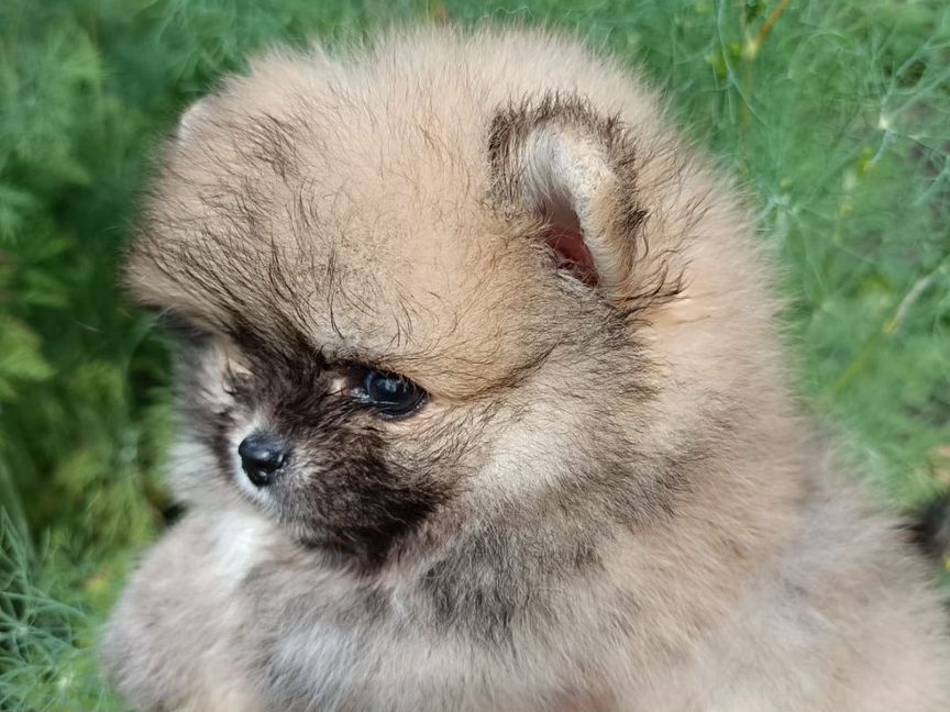 Красавица шпицуня