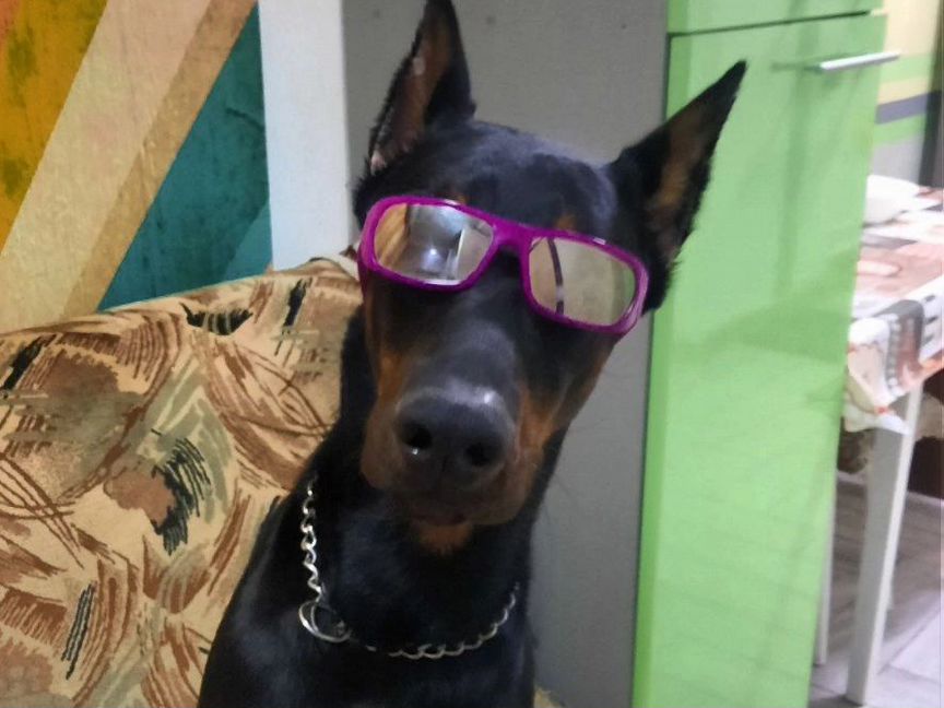 Доберман ищет подругу