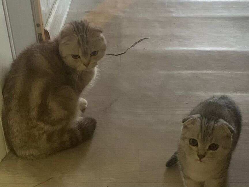Шотландский вислоухий котик бесплатно