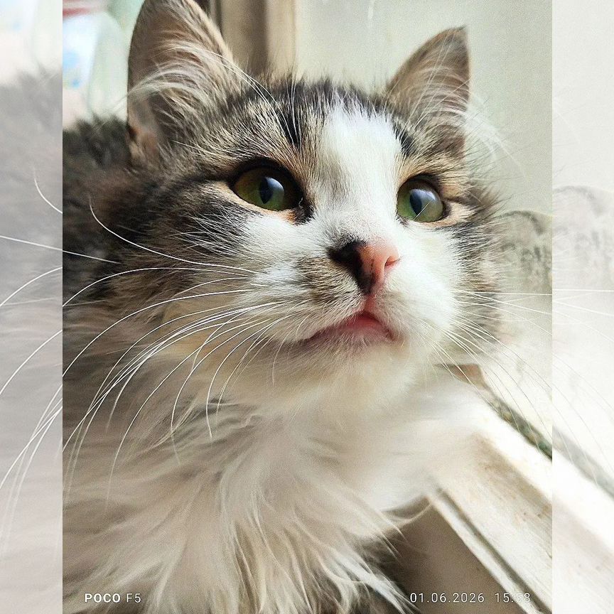 Котёнок в добрые руки