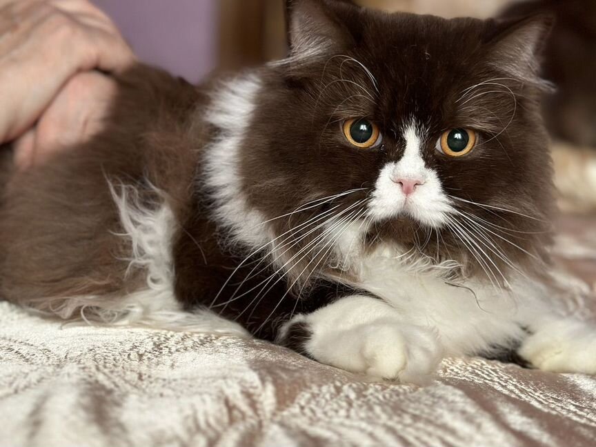 Британская кошка окрас шоколад биколор