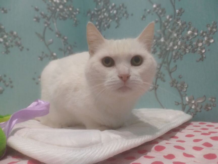 Кошечка Аврора