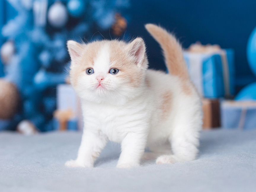 Британский мальчишка