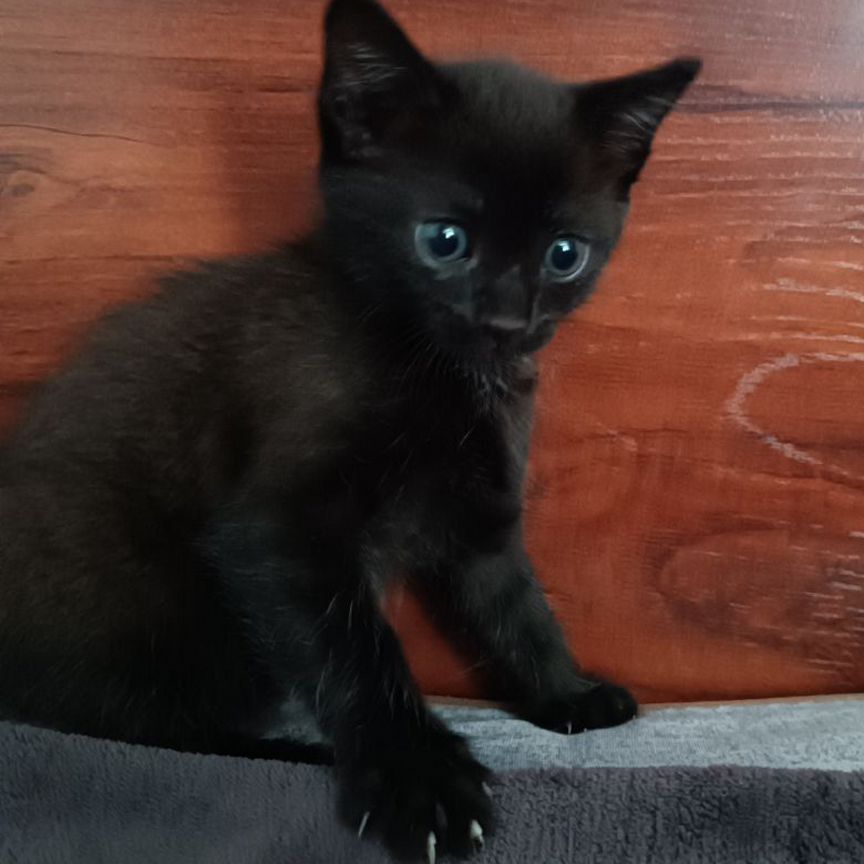 Котята в добрые руки 1 месяц