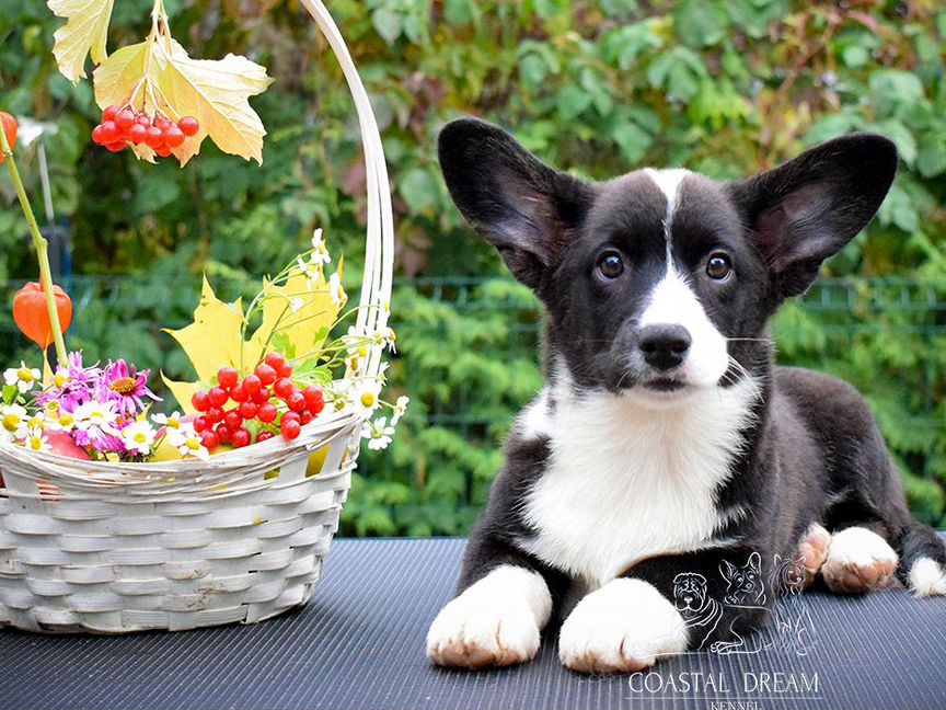 Вельш корги кардиган