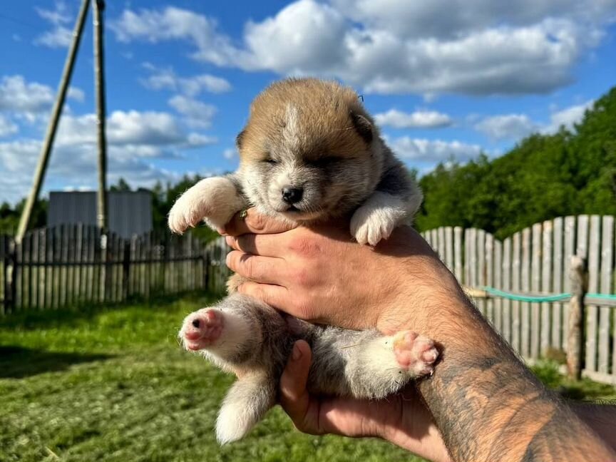 Щенки акита ину