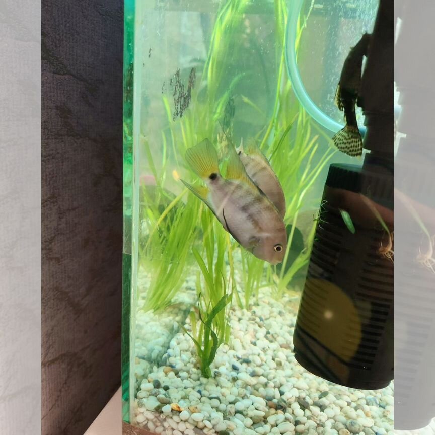 Цихлида сажика