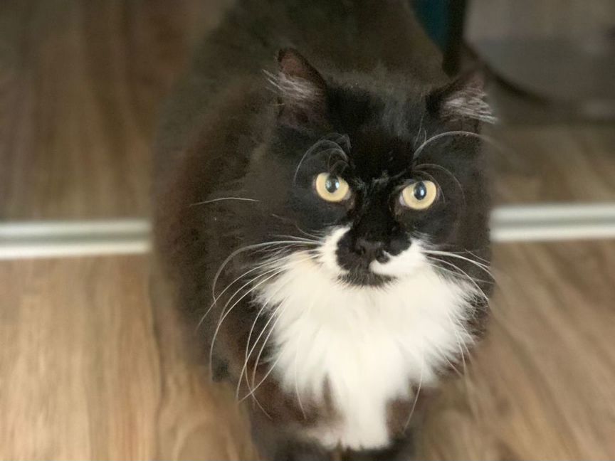 Очень красивая и ласковая кошечка-метис