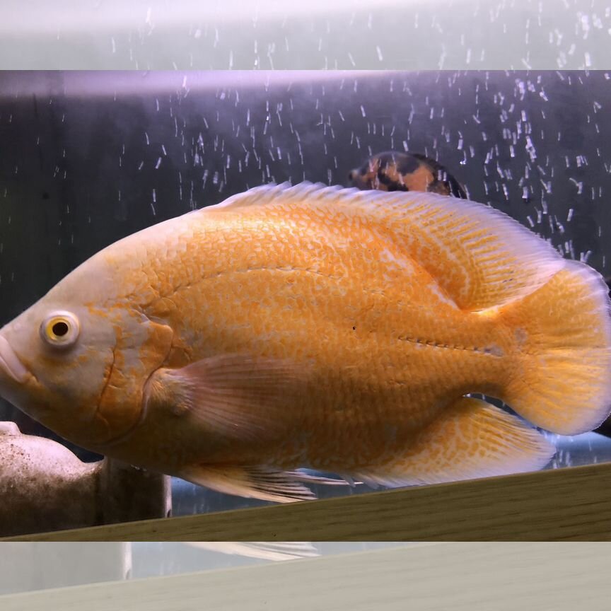 Рыба астронотус