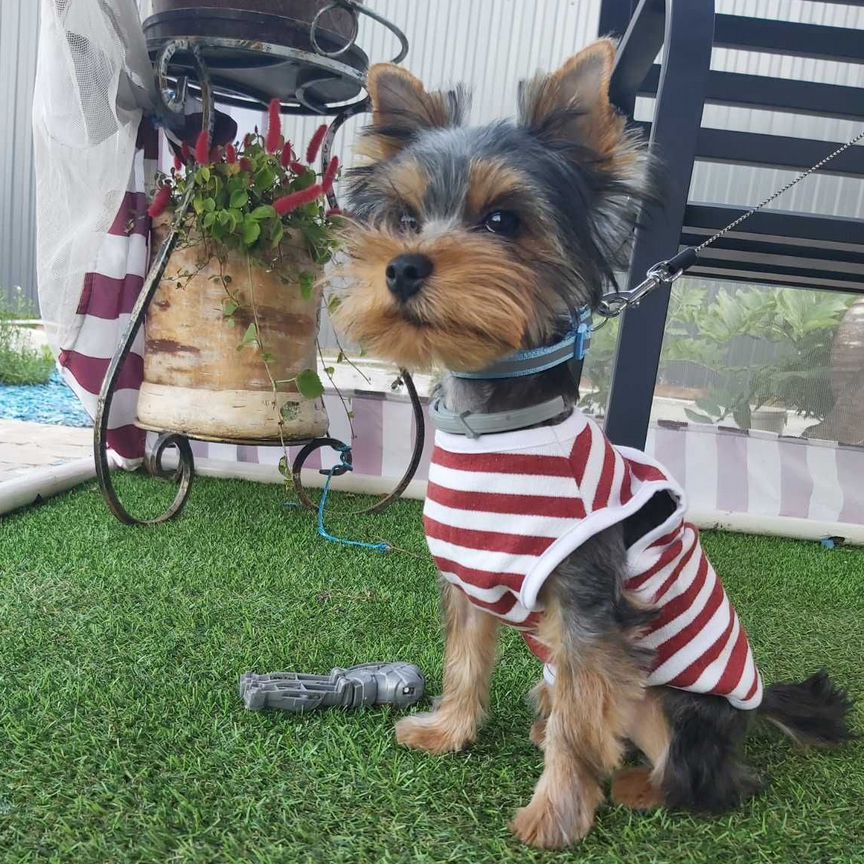 Йоркширский терьер, взрослый пёс