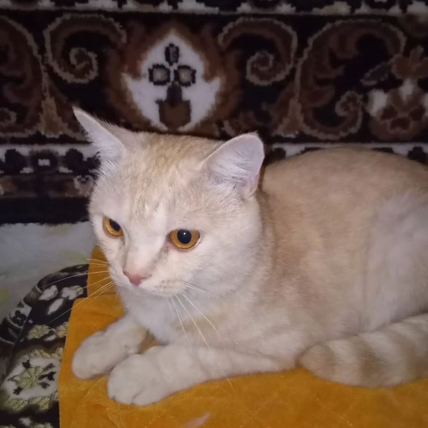 Котик