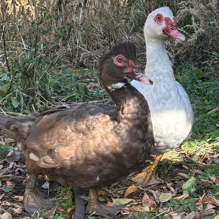 Селезень индоутки