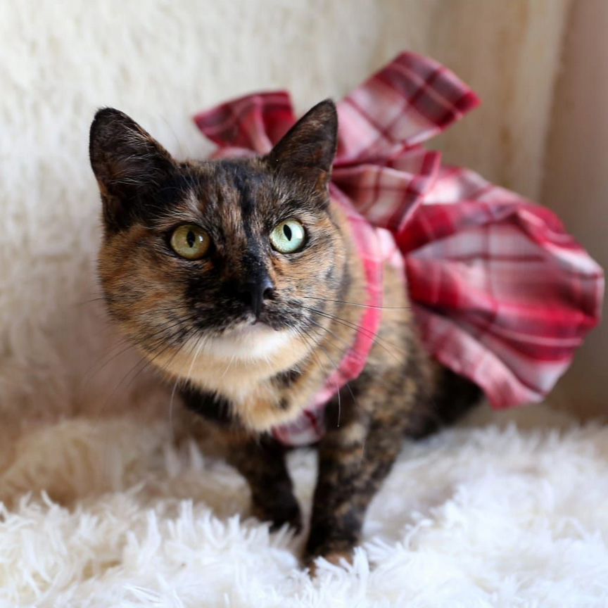 Кошки в добрые руки