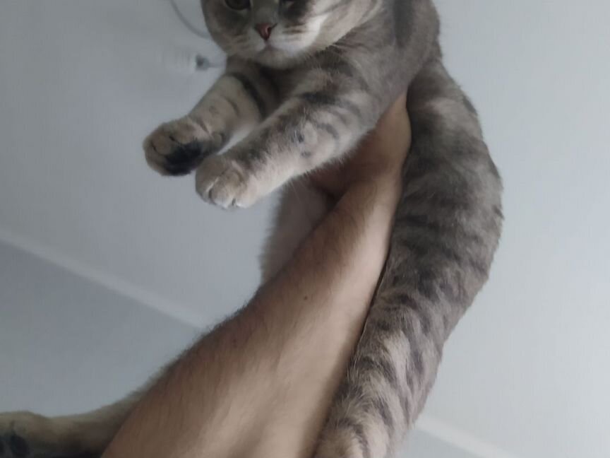 Шотландская вислоушка