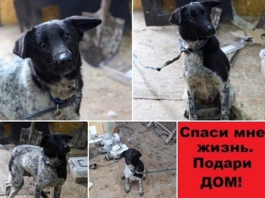 Метис курцхаарав добрые руки